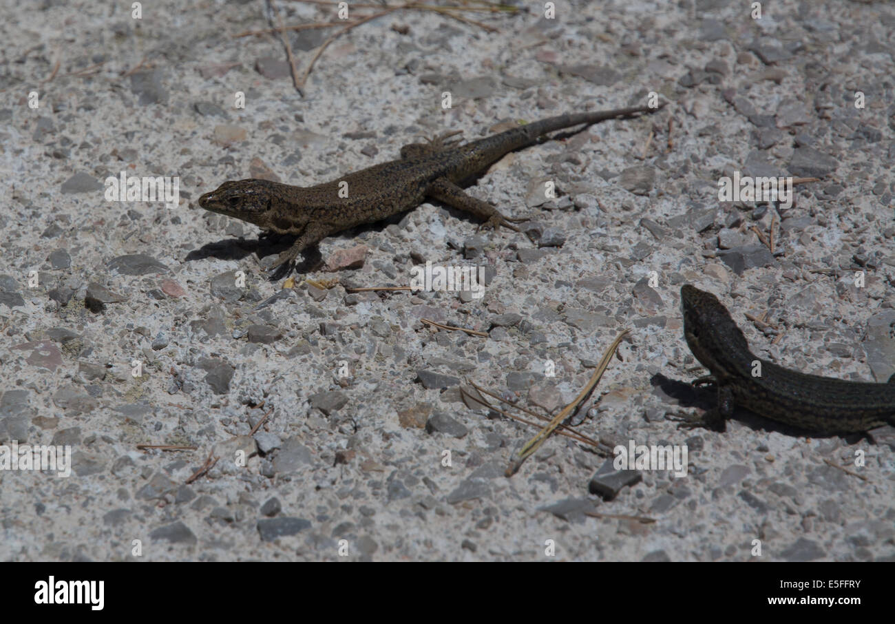 Sargantanes, Podarcis lilfordi, lizard endemic to Dragonera island ...