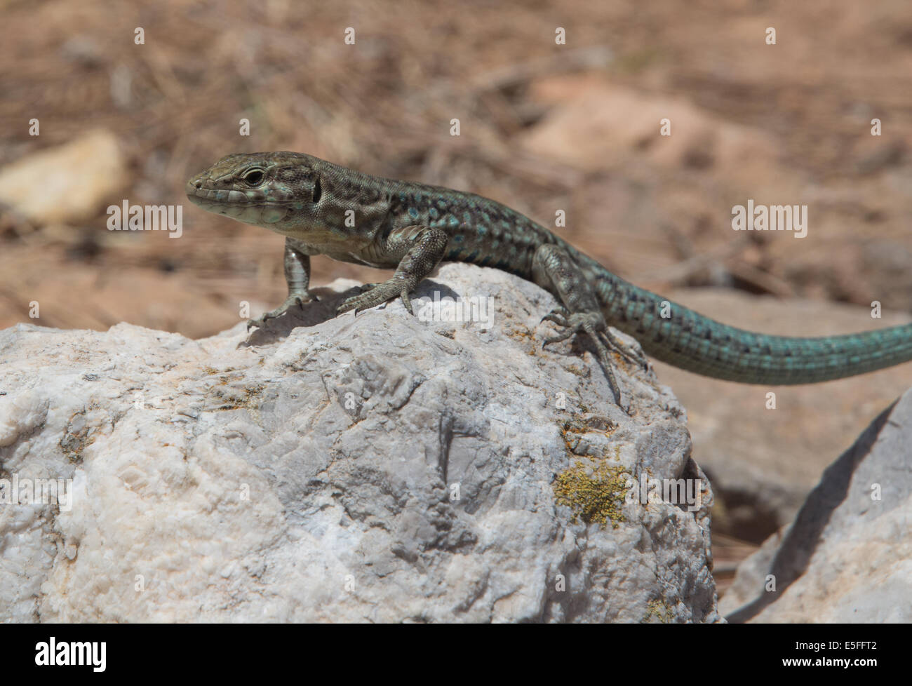 Sargantanes, Podarcis lilfordi, lizard endemic to Dragonera island ...