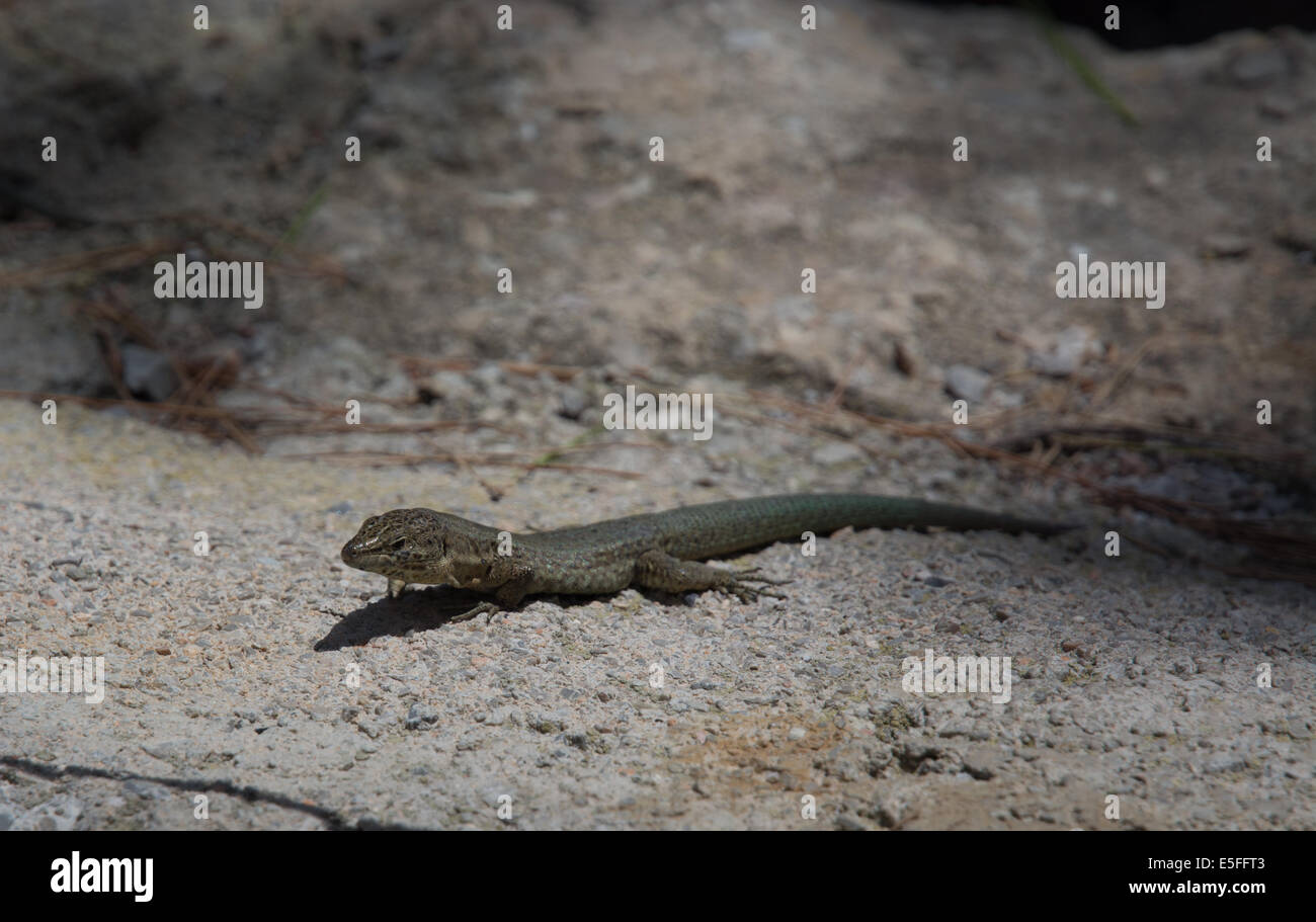 Sargantanes, Podarcis lilfordi, lizard endemic to Dragonera island ...