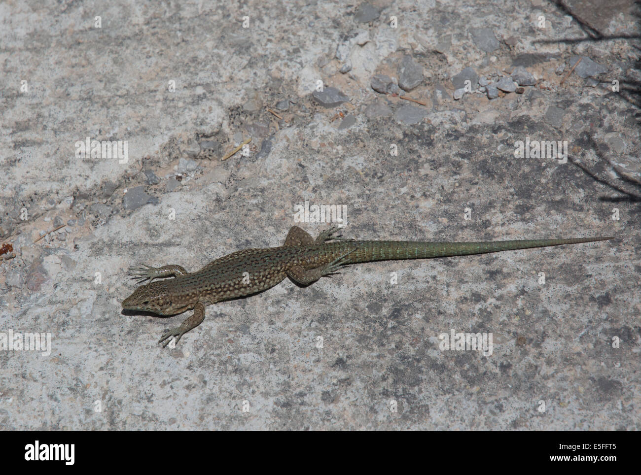 Sargantanes, Podarcis lilfordi, lizard endemic to Dragonera island ...