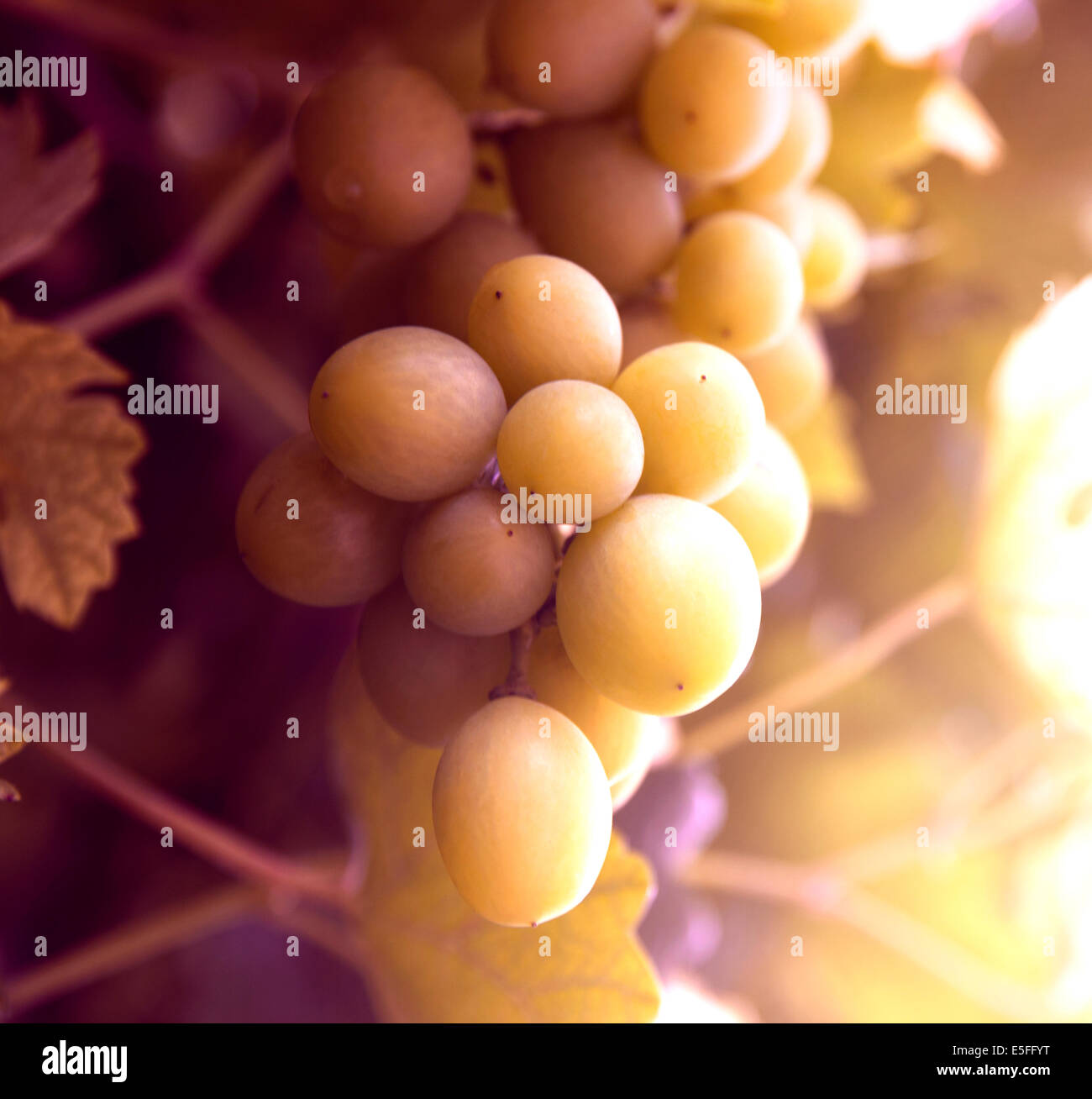 fresh grapes on vine. traditional winery background Stock Photo - Alamy