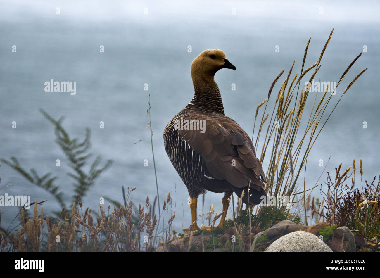 Upland Geese (Chloephaga picta) or Magellan goose, Laguna Nimez Nature ...