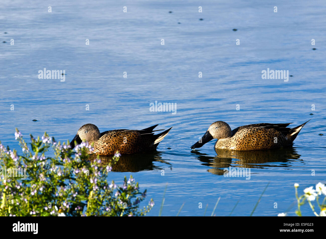 Red shoveler duck, Anas platalea, Laguna Nimez Preserve, El Calafate ...