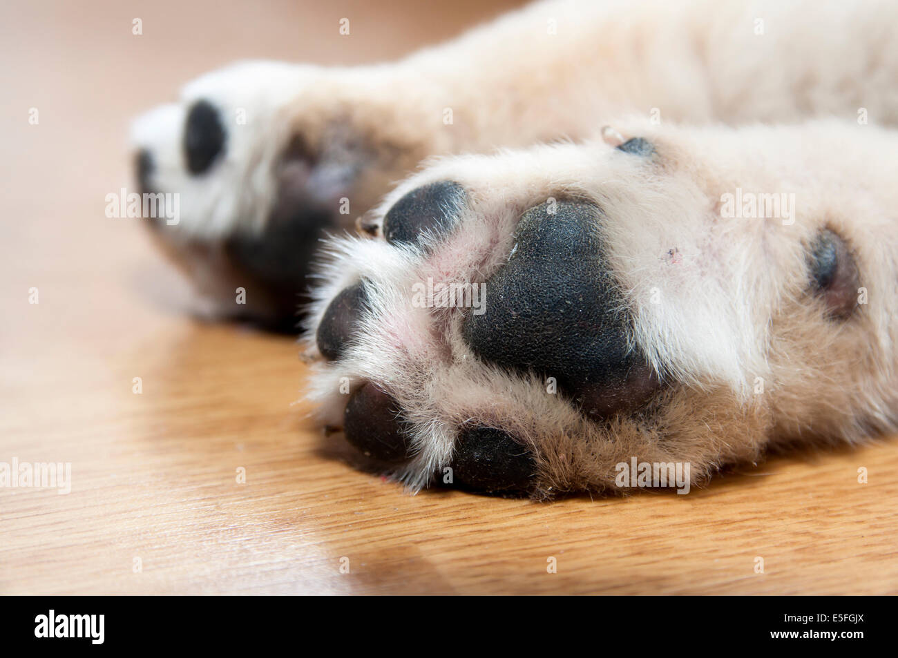 Paw pedigree hi-res stock photography and images - Alamy