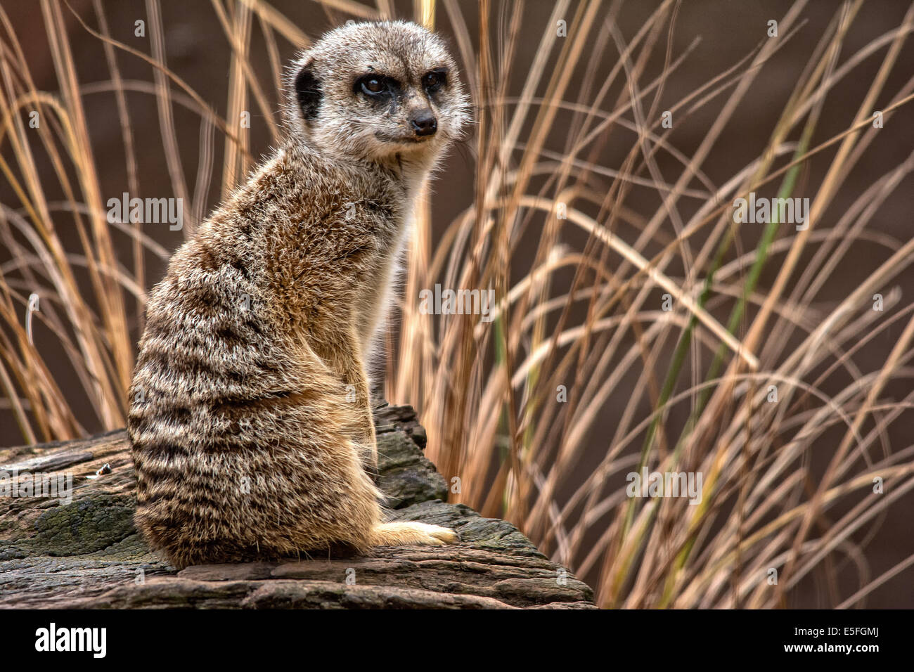 Meerkat standing watch Stock Photo - Alamy