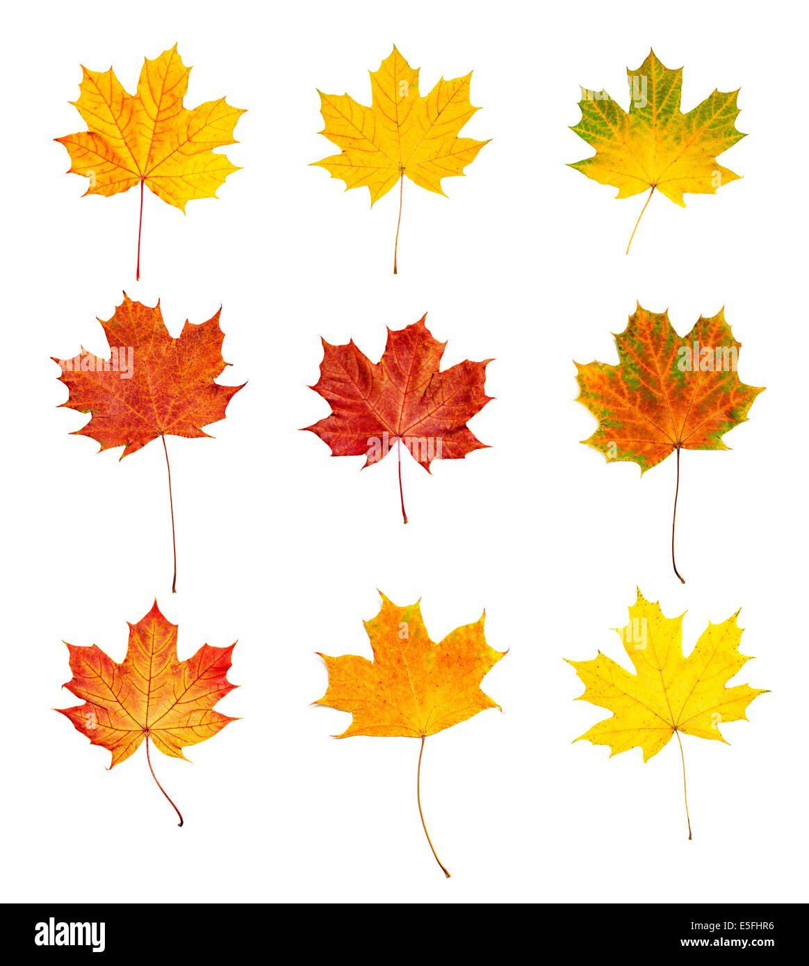 Autumn leaves set Stock Photo - Alamy