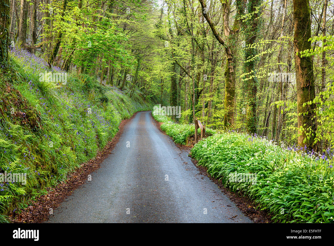 A country lane at Duloe in Cornwall lined with bluebells and wild ...