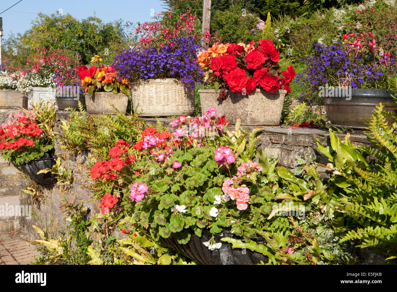 Geraniums lobelia hi-res stock photography and images - Alamy