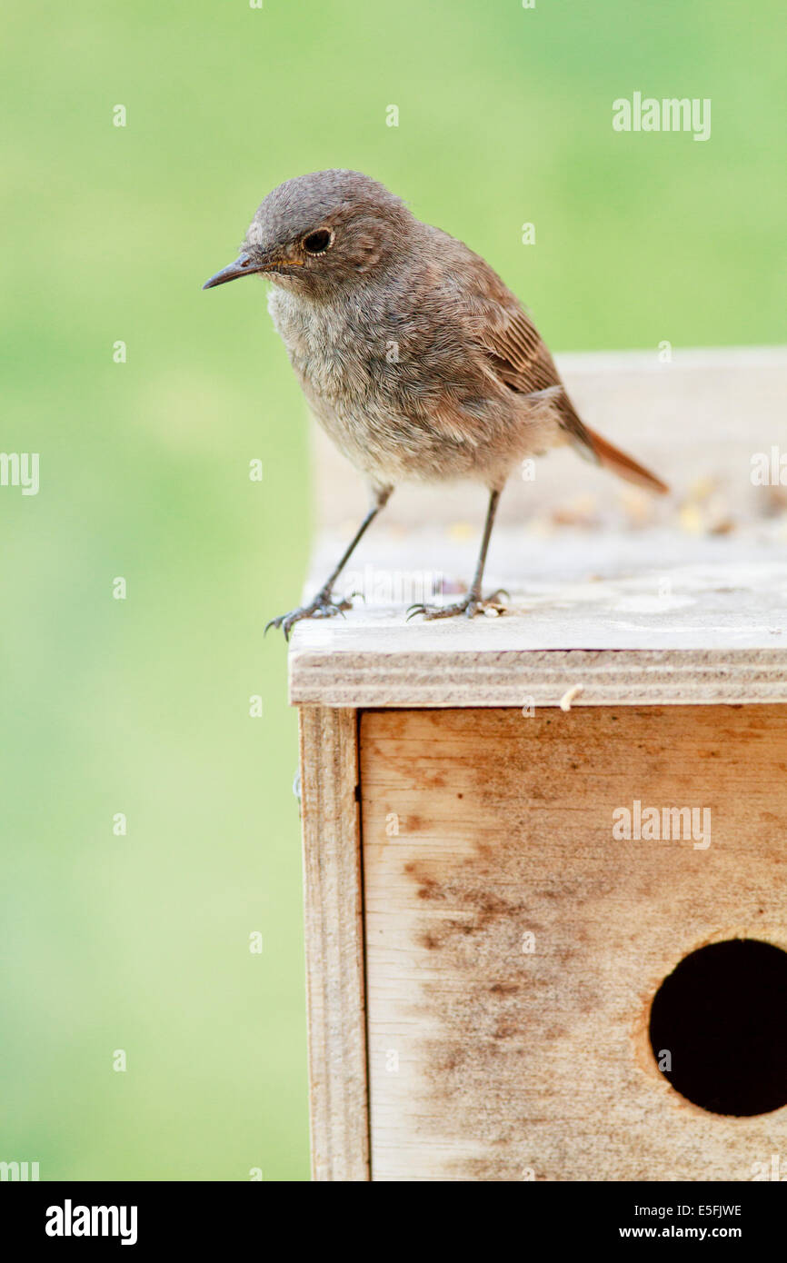 Black redstart house hi-res stock photography and images - Alamy