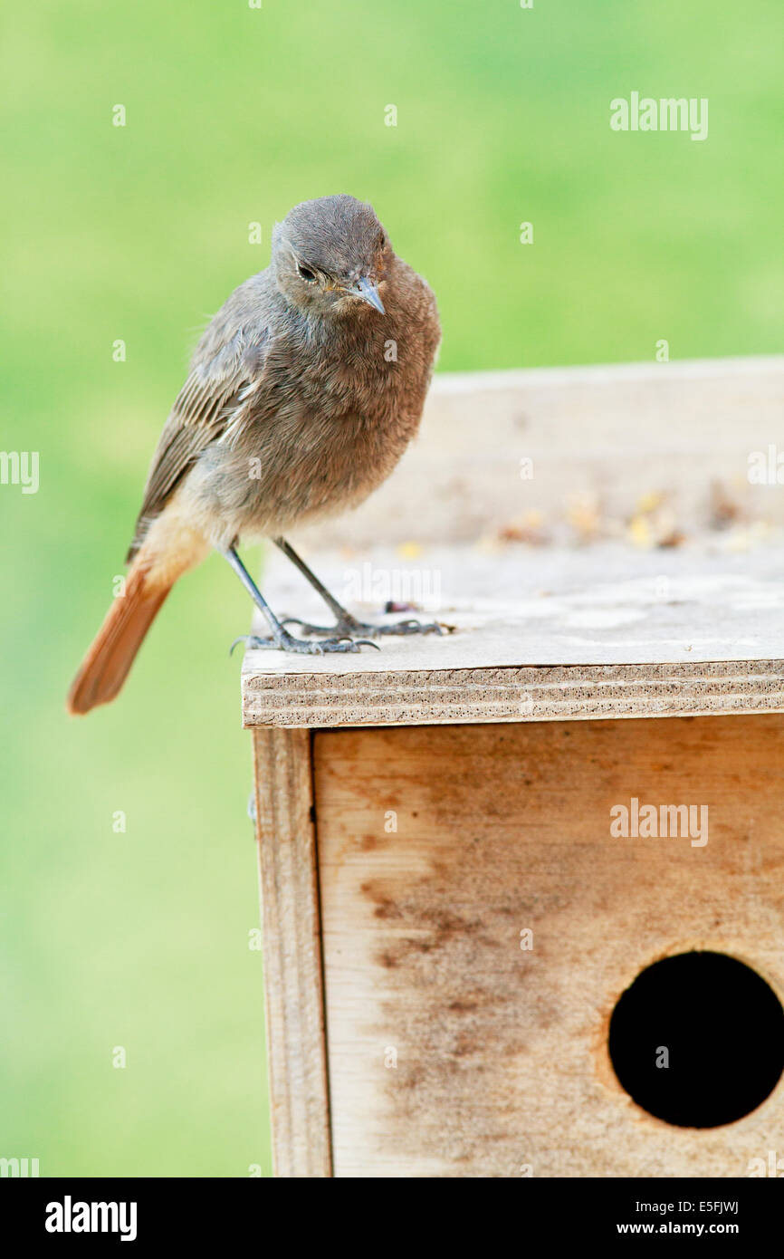 Black redstart at nest box hi-res stock photography and images - Alamy