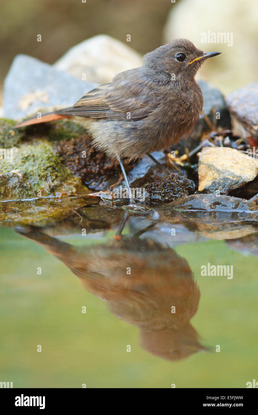 Young female Black Redstart on a birdbath Stock Photo - Alamy