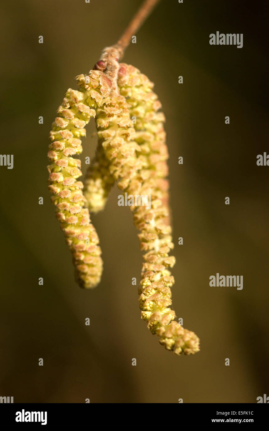 Pollination of trees hi-res stock photography and images - Alamy