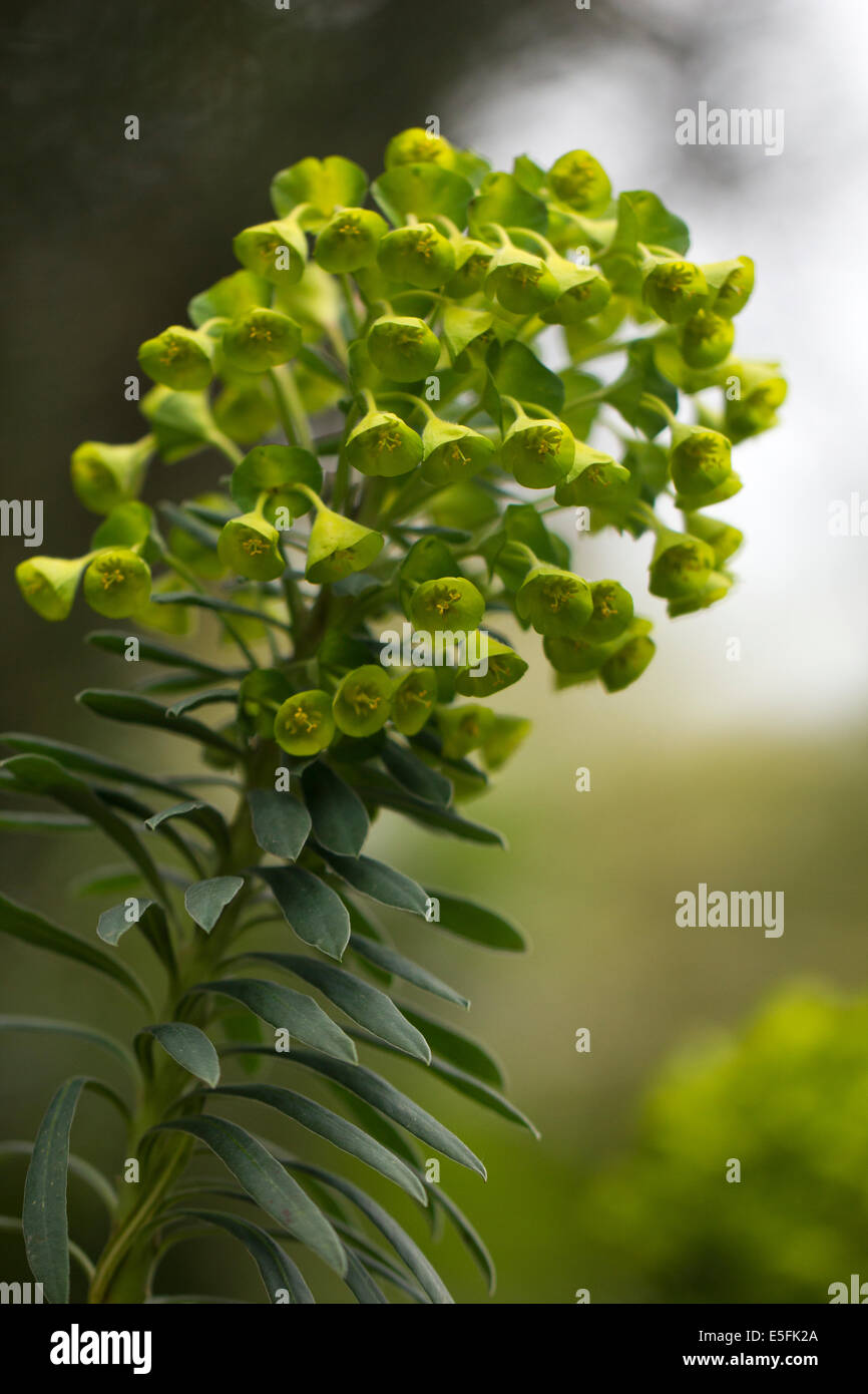 Portrait of a Euphorbia Stock Photo - Alamy