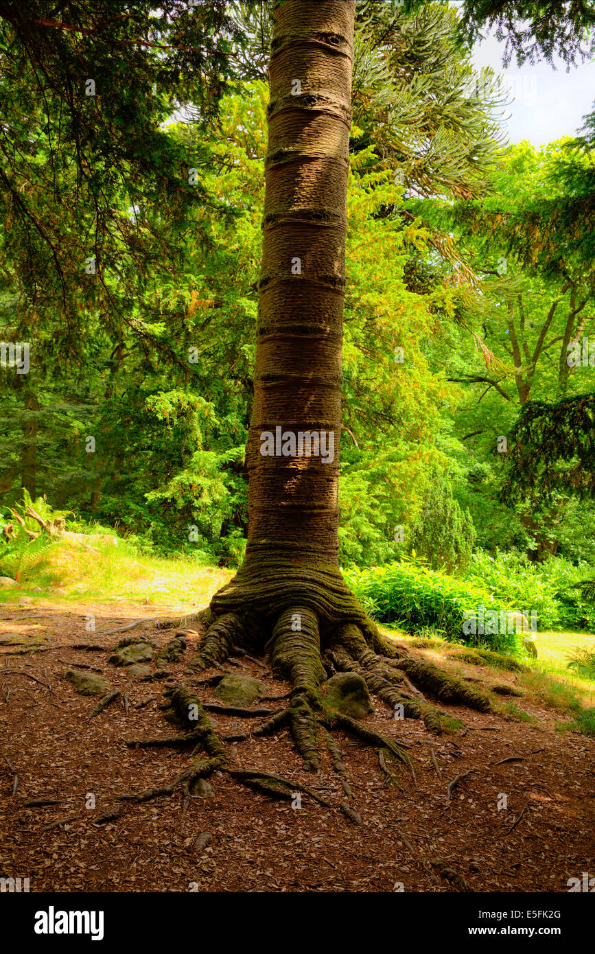 Monkey Puzzle Tree Lumber