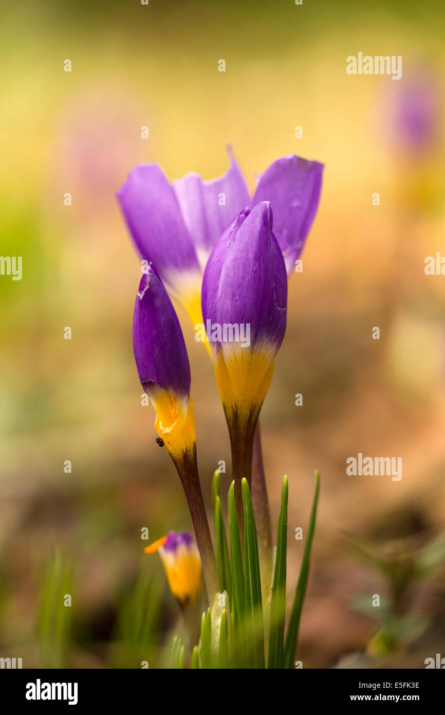 Macro photograph of a crocus Stock Photo - Alamy