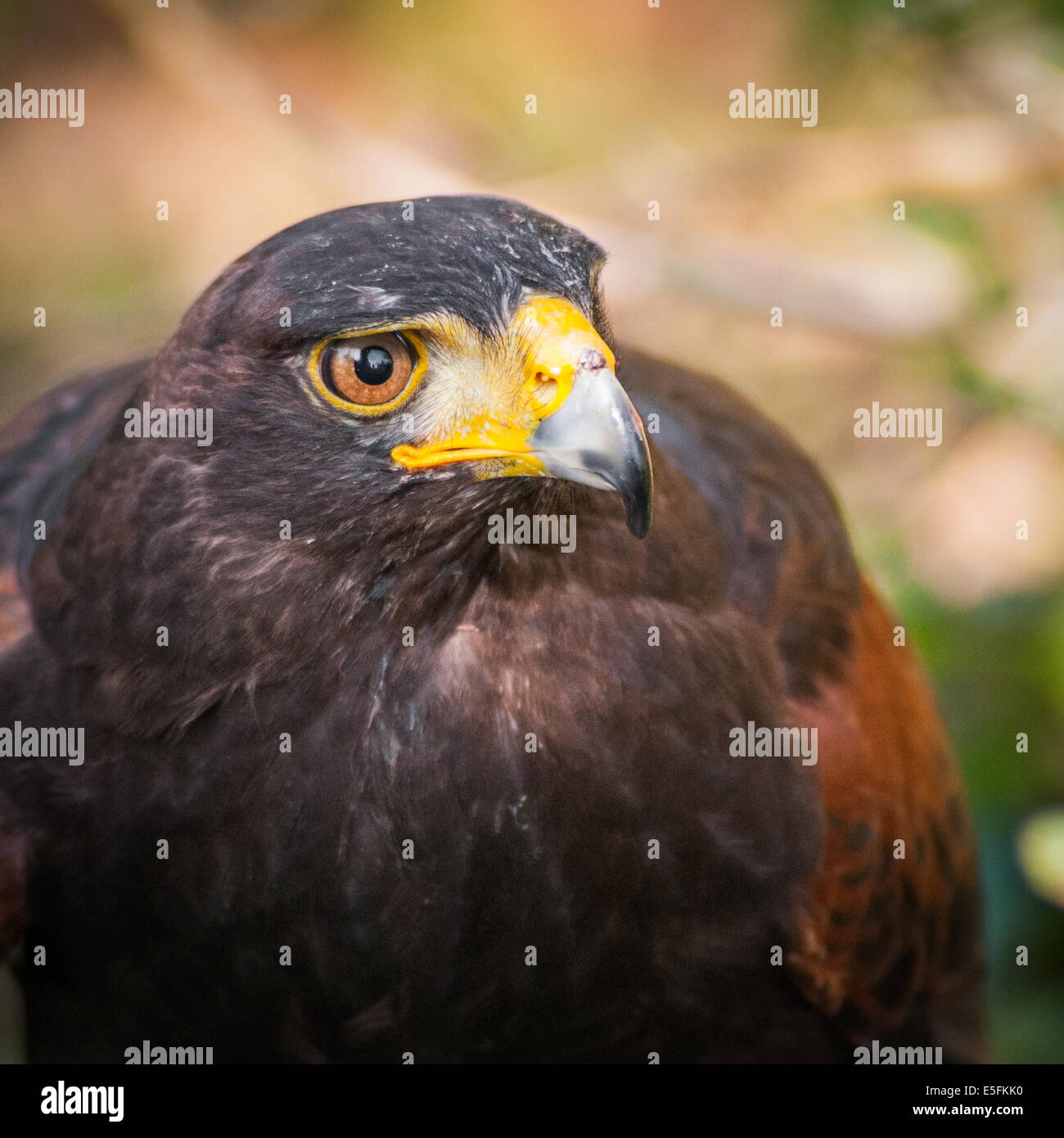 A Harris’s Hawk, or as often know Harris Hawk - Portrait Stock Photo ...