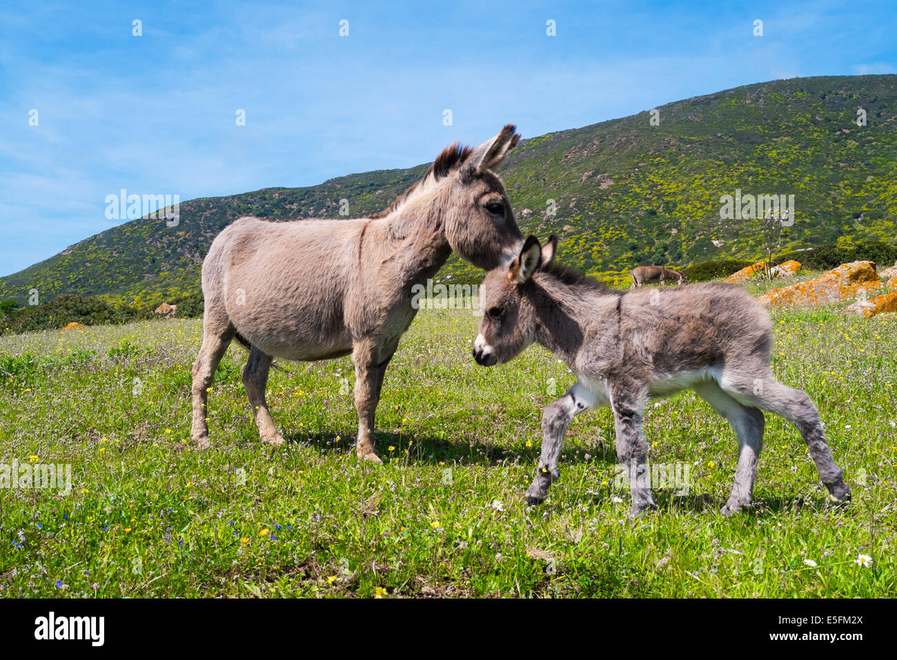 Sardinian donkeys in Asinara island in Sardinia, Italy Stock Photo - Alamy