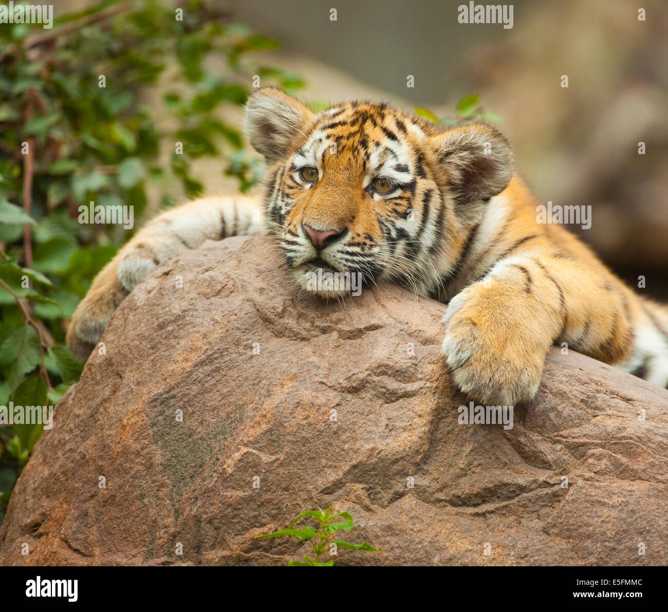 Siberian Tiger (Panthera tigris altaica) young, captive, Saxony ...