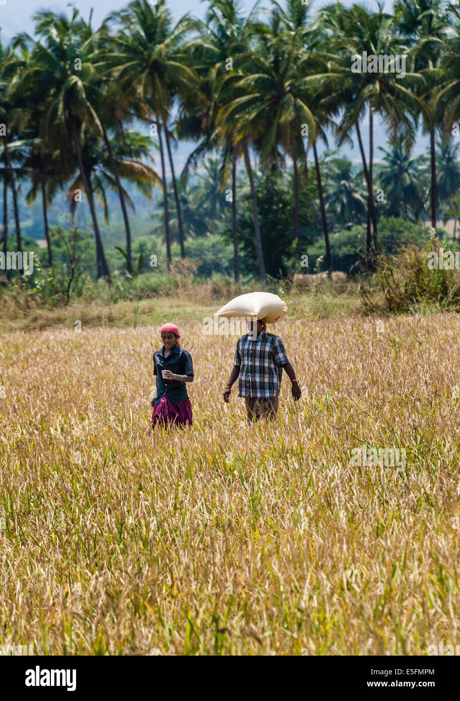 Sack of rice hi-res stock photography and images - Alamy