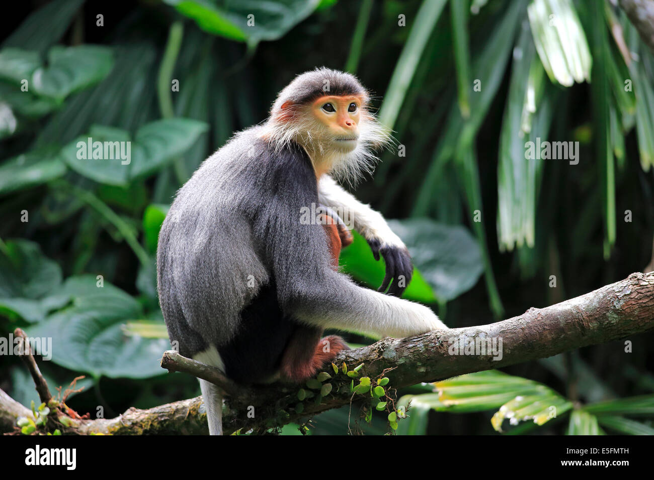 Pygathrix hi-res stock photography and images - Alamy