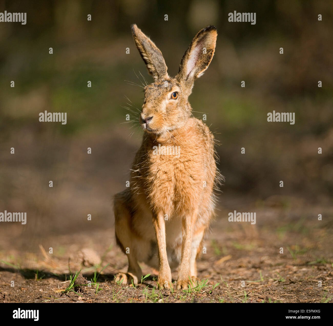 Hare (Lepus europaeus), sitting on a forest path, Lower Saxony, Germany ...