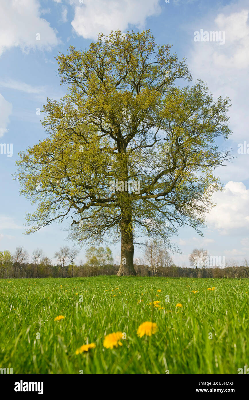Spring quercus robur hi-res stock photography and images - Alamy