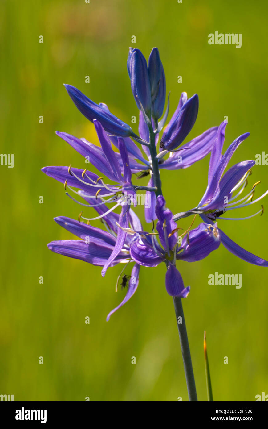 Common camas (Camassia quamash), William Finley National Wildlife ...