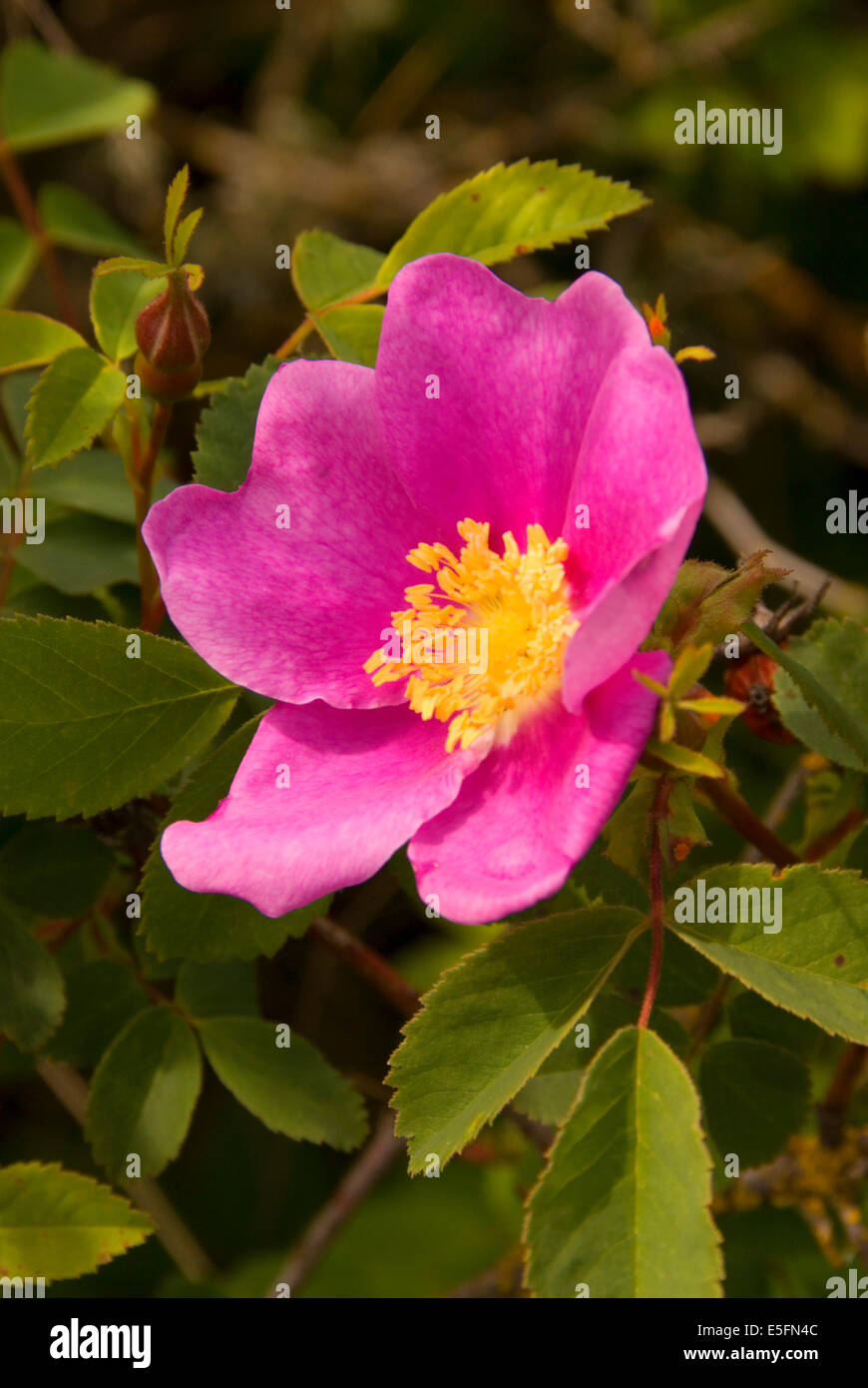 Wild rose, Fern Ridge Wildlife Area, Oregon Stock Photo - Alamy