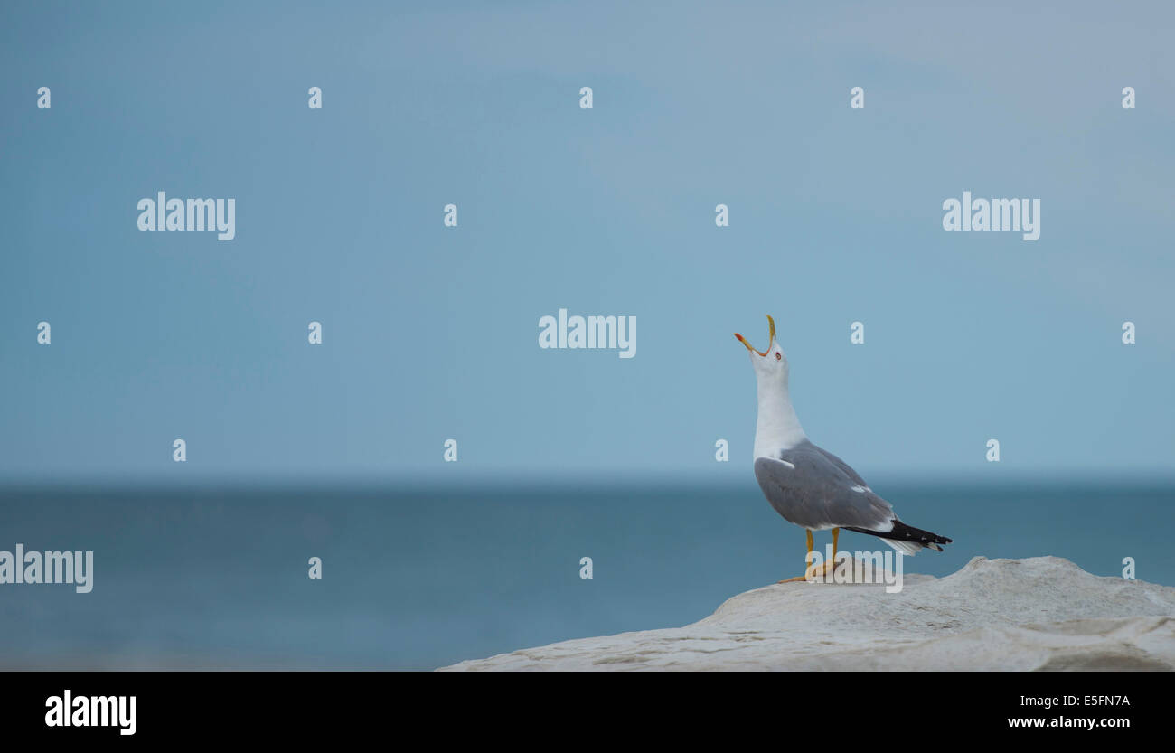 Seagull full body hi-res stock photography and images - Alamy