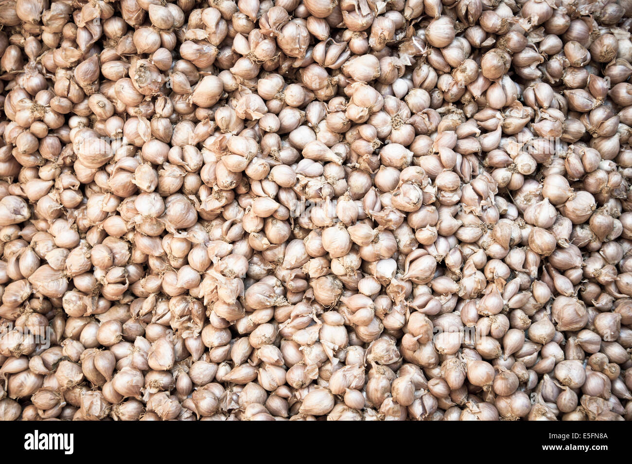 Garlic (Allium sativum Stock Photo - Alamy