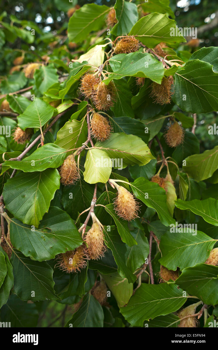 Beechnuts hi-res stock photography and images - Alamy