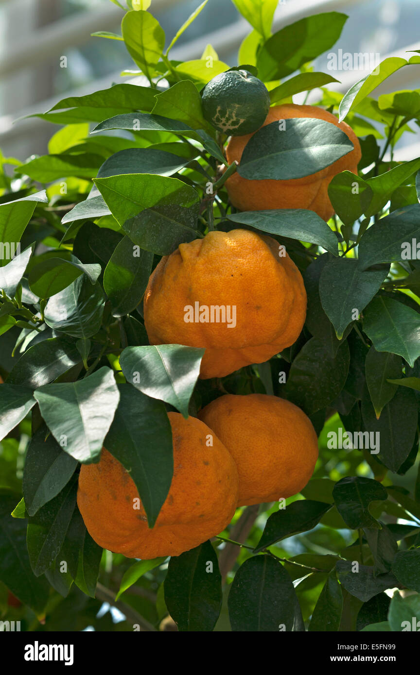 Citrus aurantium hi-res stock photography and images - Alamy