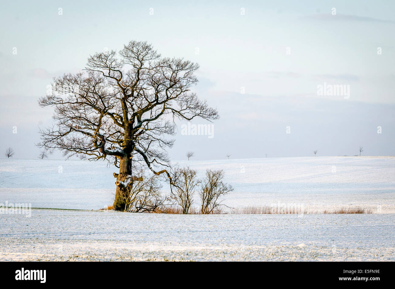Oak (Quercus sp.) in the snow, Schleswig-Holstein, Germany Stock Photo ...