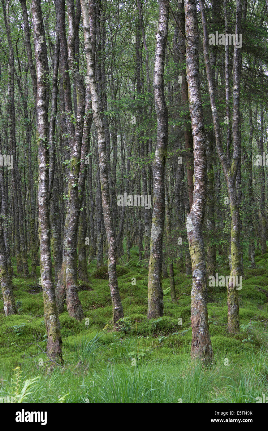 Forest of mossy beech trees, County Wicklow, Ireland Stock Photo - Alamy