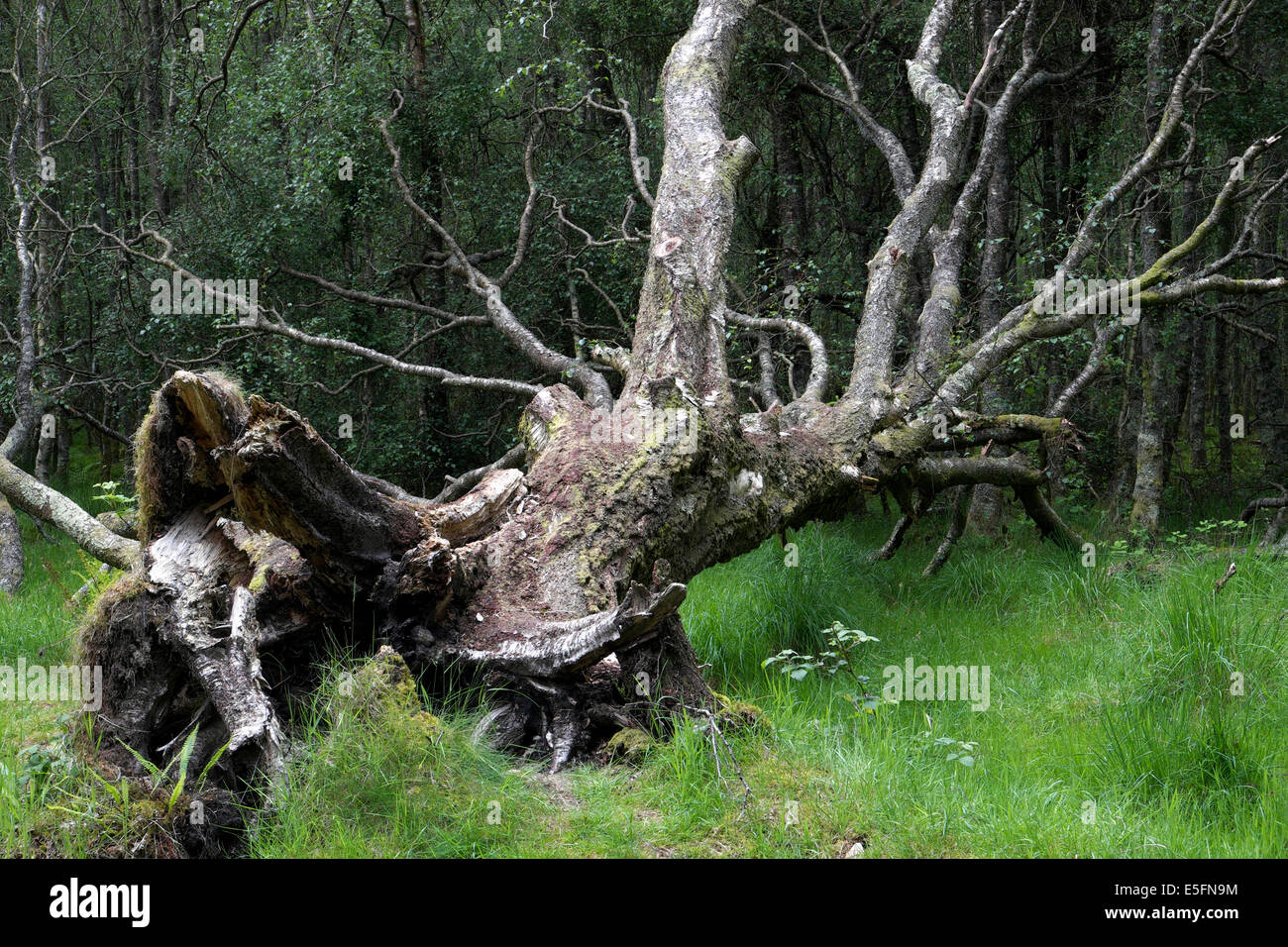 Uprooted tree, County Wicklow, Ireland Stock Photo - Alamy