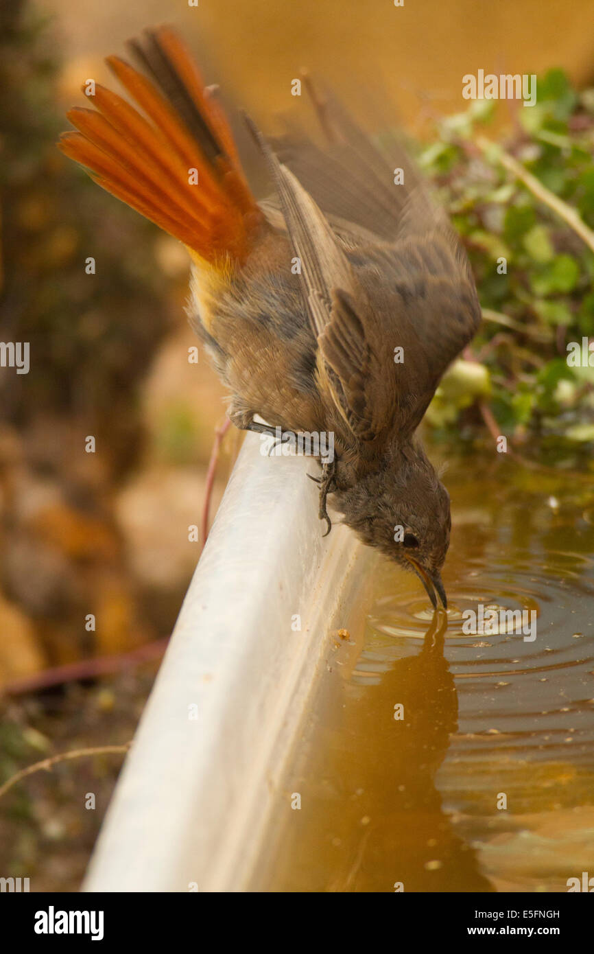 Female European Redstart High Resolution Stock Photography and Images ...