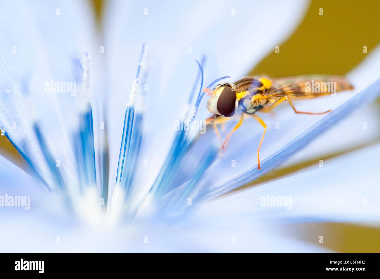 Marmalade hoverfly (Episyrphus balteatus) in blossom of the Chicory ...