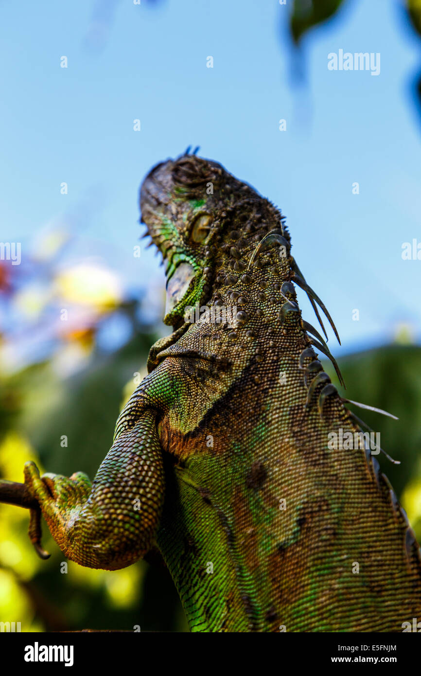 Iguana colors hi-res stock photography and images - Alamy