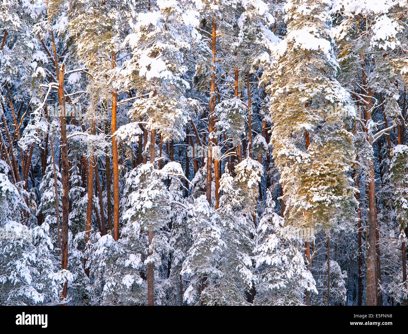 German forest from above hi-res stock photography and images - Alamy