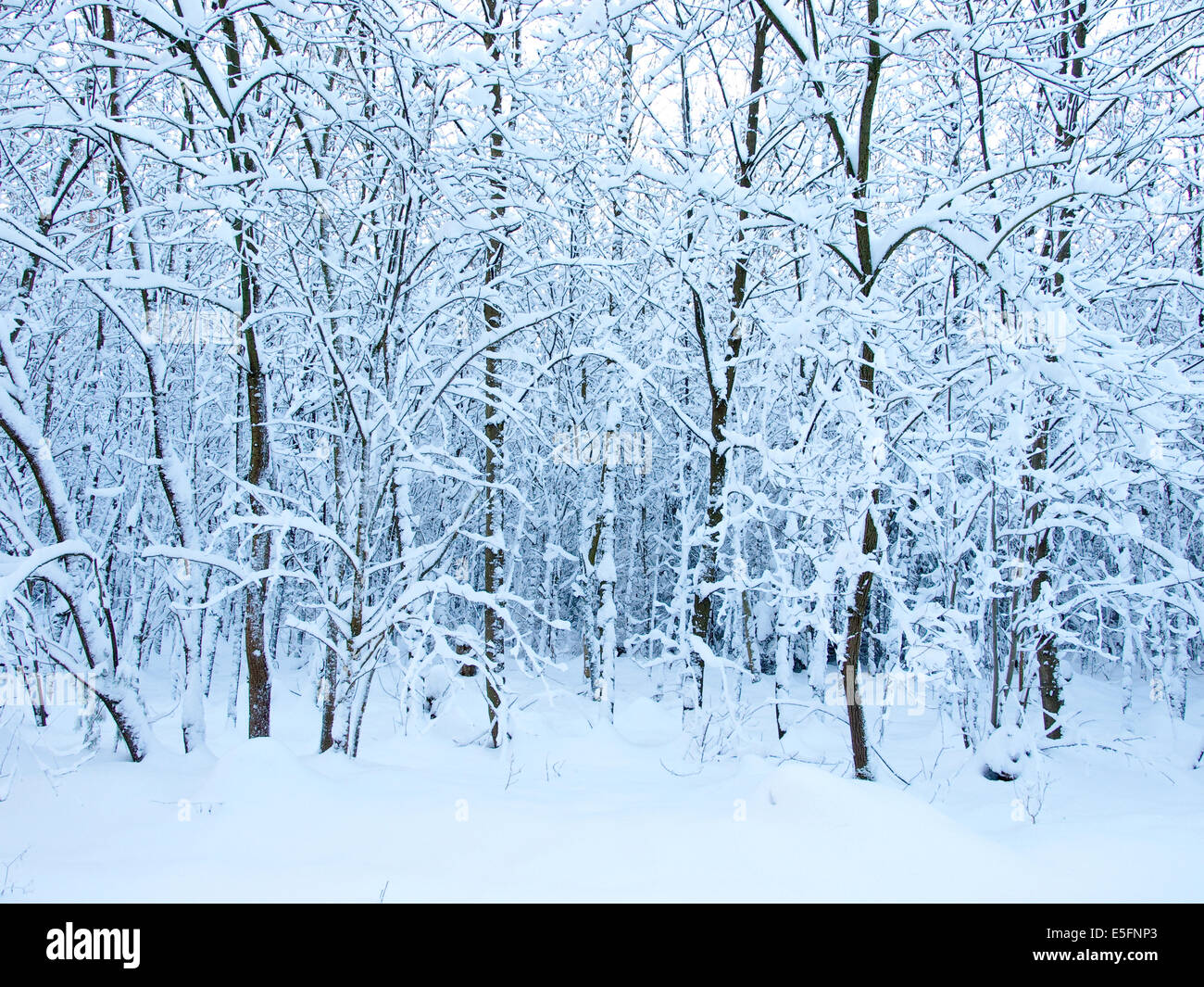 Germany bavaria winter forest hi-res stock photography and images - Alamy