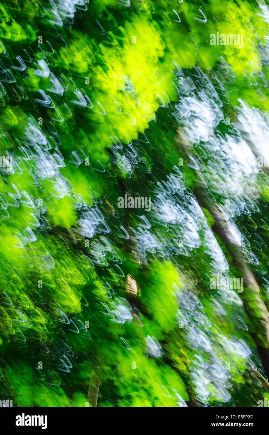 motion blurred background taken in forest Stock Photo - Alamy