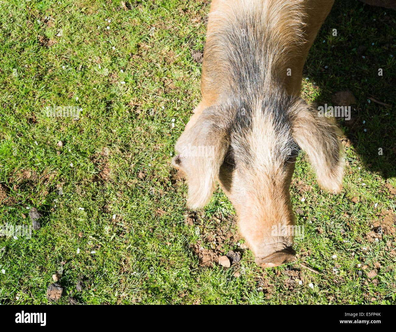 Wild pig in Baunei, Sardinia, Italy Stock Photo - Alamy