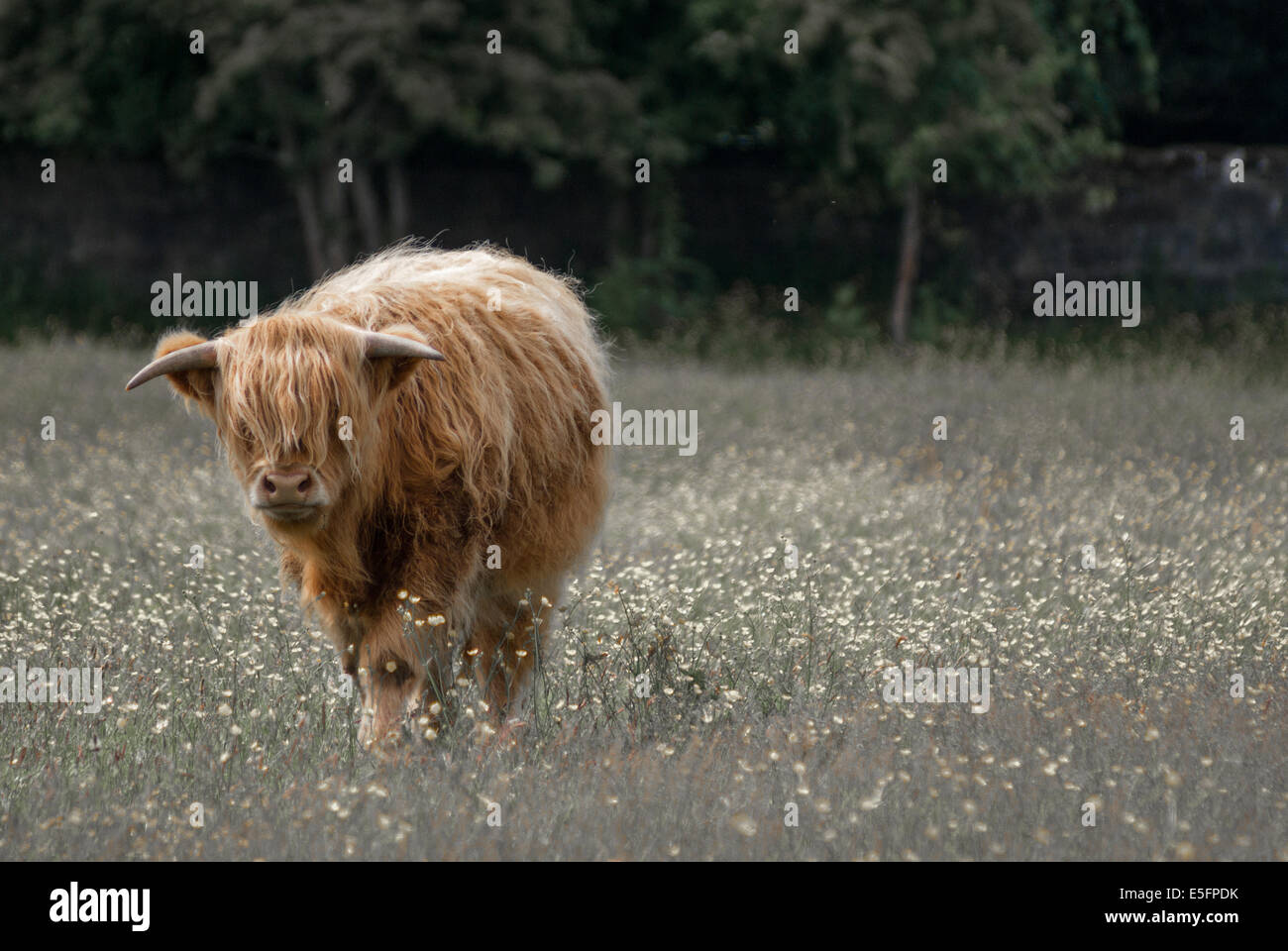 Highland Cattle grazing Stock Photo - Alamy