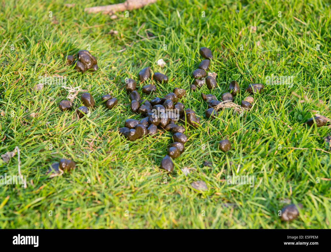 Animal droppings hi-res stock photography and images - Alamy