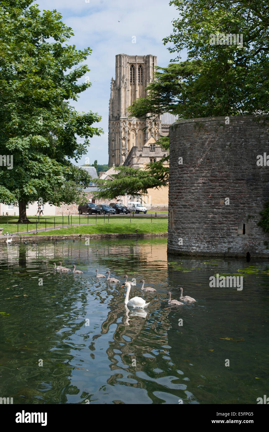 Swans on the moat surrounding the Bishop's Palace at Wells, Somerset ...