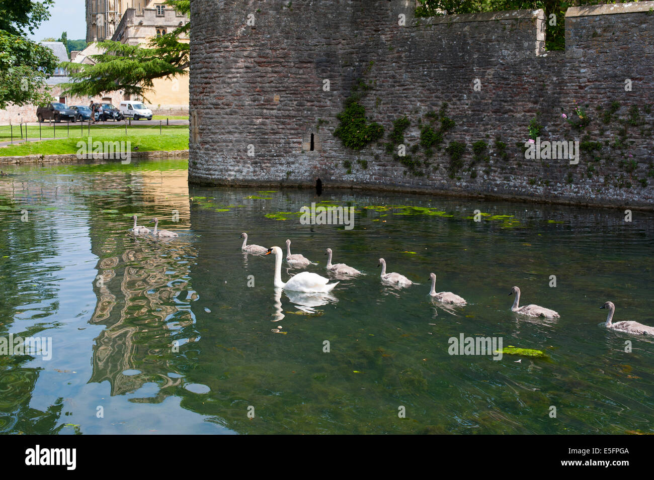 A family of swans on the moat surrounding the Bishop's Palace, Wells ...