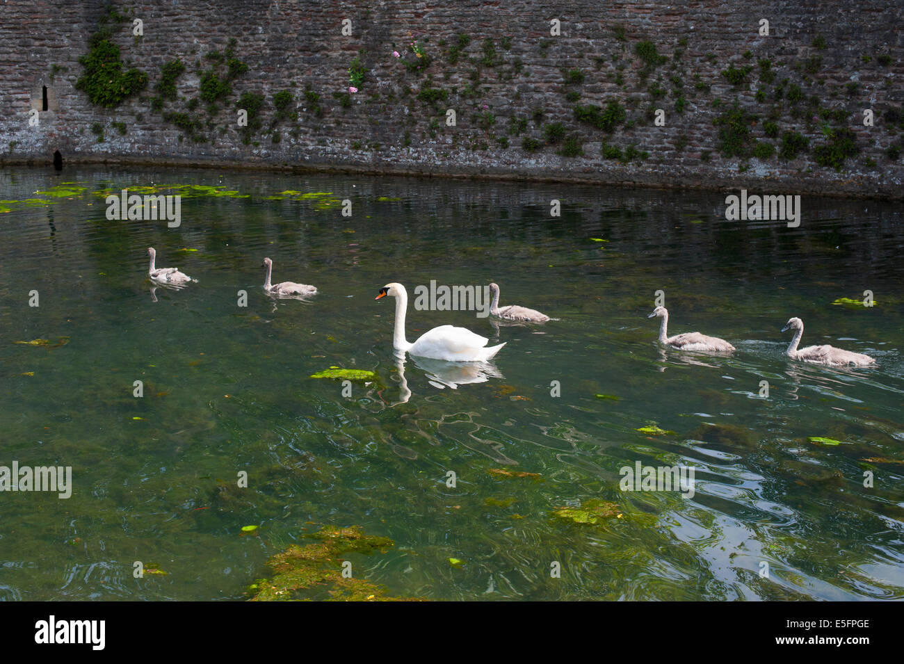 Swans on the moat surrounding the Bishop's Palace at Wells, Somerset ...