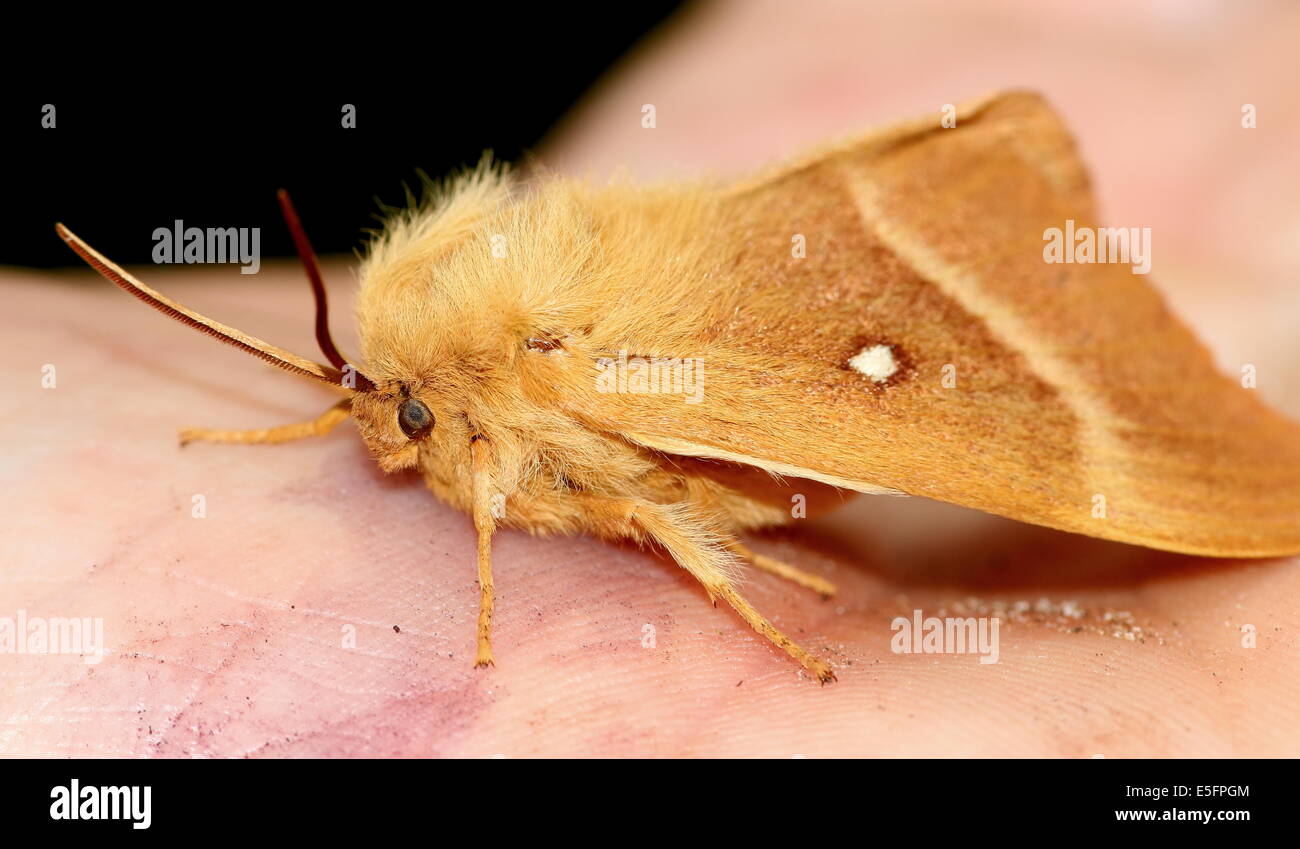 Female Oak Eggar Moth (Lasiocampa quercus), posing on my hand Stock ...