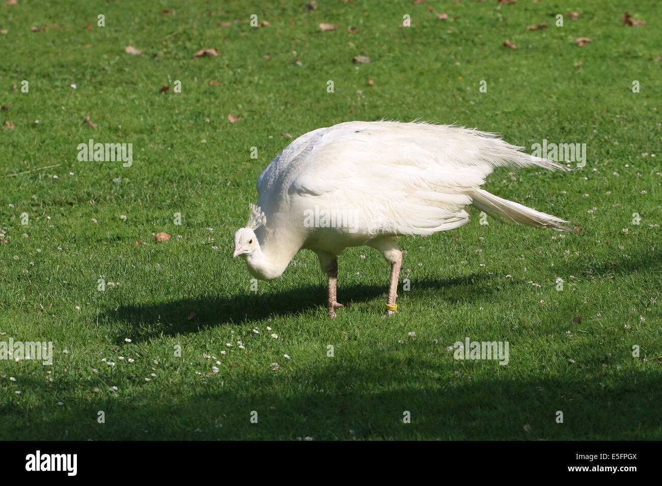 Leucistic peacock hi-res stock photography and images - Alamy