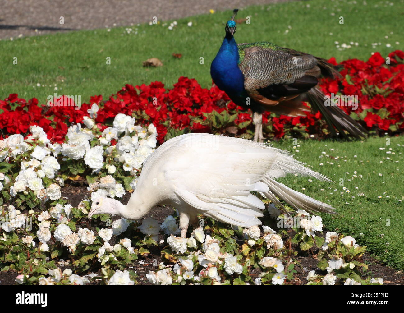 Leucistic or all white variety of the Blue Peacock (Pavo cristatus ...